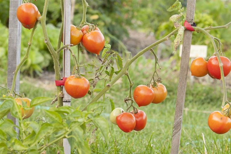 Gervais (Jerve) Peyniri Özellikleri | Gıda, Tarım ve Hayvancılık Bilgi ...