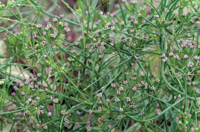 Kimyon Tohumu Nereden Alınır? | Gıda, Tarım ve Hayvancılık Bilgi Platformu