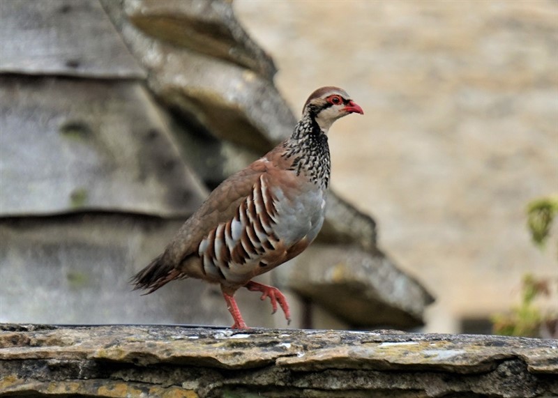 Keklik Özellikleri ve Keklik Yetiştiriciliği | Gıda, Tarım ve ...